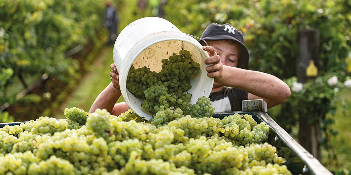 From Coast to Glass: Chardonnay to Sip & Savor This Summer – Vinodivino
